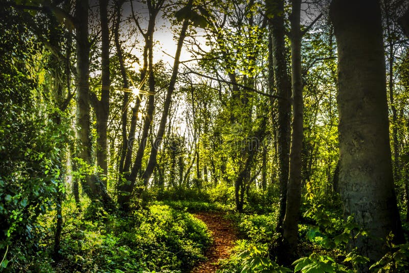 Sunshine through trees stock image. Image of bursting - 100638043