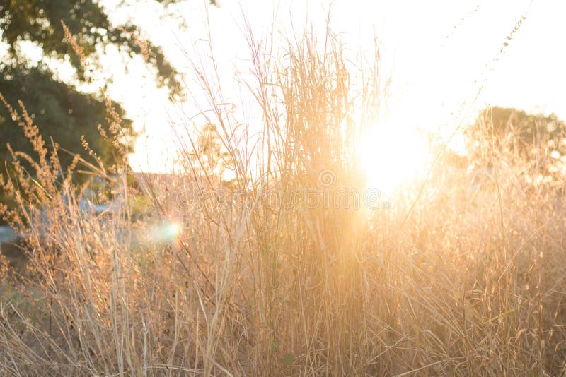 Sunshine, warm evening stock photo. Image of wild, evening - 91485400