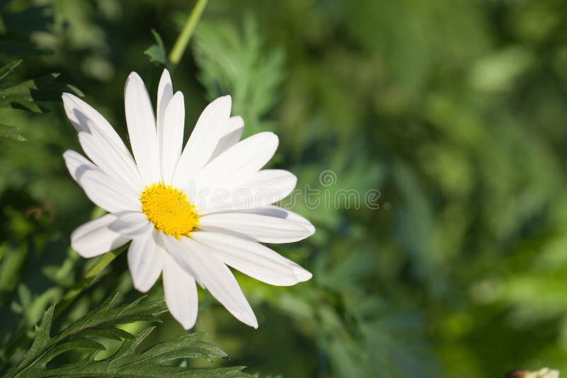 Closeup of a Little White Daisy, Perfectly Round Flower. Stock Photo ...