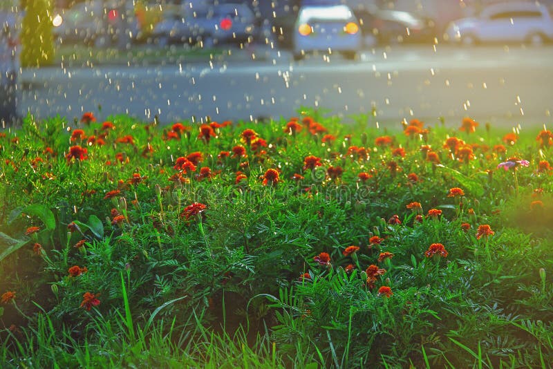 Sunshower stock image. Image of foliage, decoration, autumn - 59768645