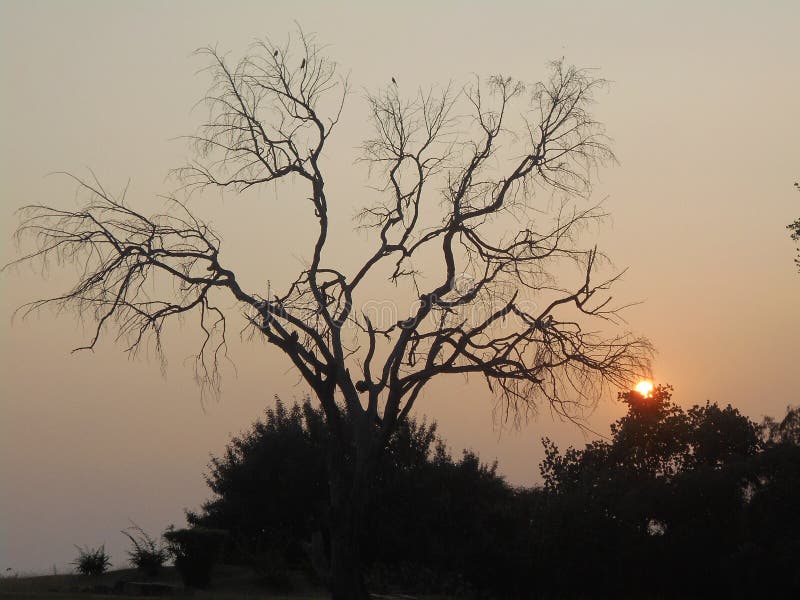 Sunside Natural Tree Planet Natural View Stock Photos - Free & Royalty ...