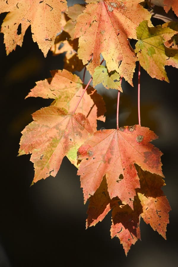 Indian summer Maple leaves stock photo. Image of luxury - 1153702