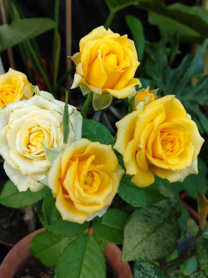 Sunsprite Rose Rosaciae Yellow Rose Stock Photo - Image of yellow ...