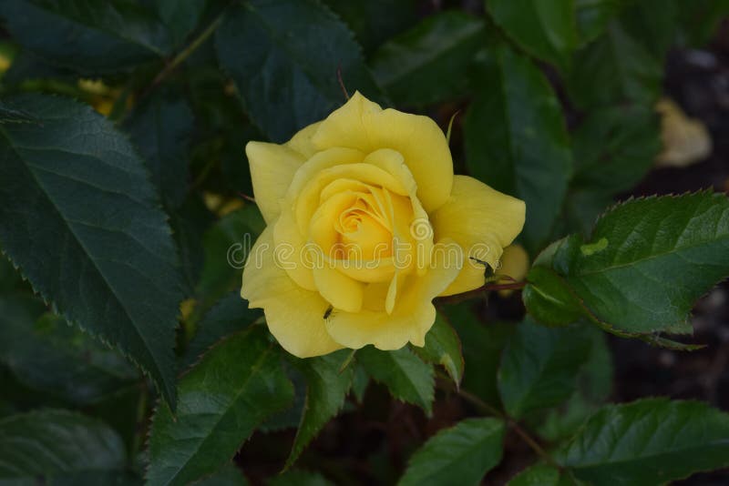 Sunsprite Rose Stock Photos - Free & Royalty-Free Stock Photos from ...