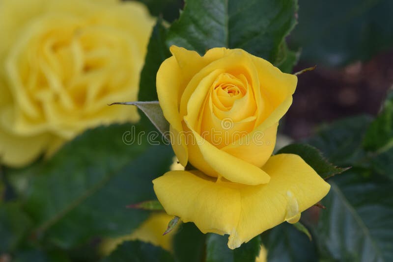 Sunsprite Yellow Rosebud stock image. Image of rosaceae - 137157023