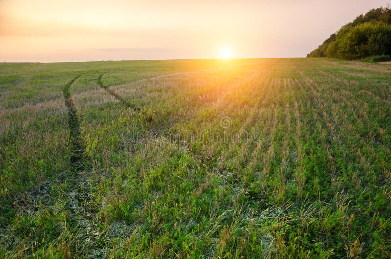 Sunsrise Over Green Field with Road Which Leading through the Field ...