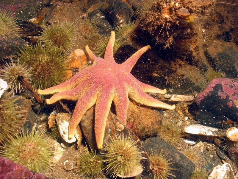 Sunstar stock photo. Image of cold, ocean, rock, island - 203766