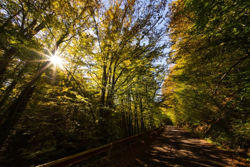 Sunstar Effect on Photography in the Forest Stock Photo - Image of ...