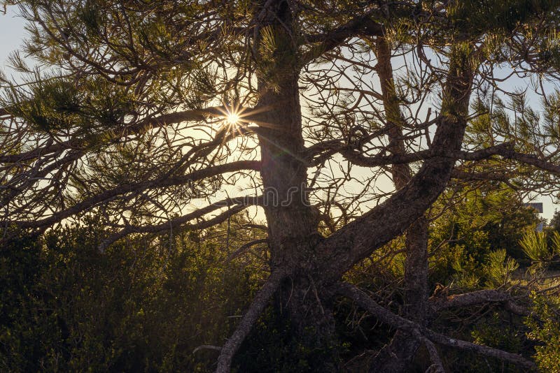 Sunstar through a Tree Branches Stock Image - Image of gold, branches ...