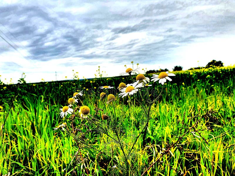 Suny day in field stock photo. Image of grass, grassland - 162784242