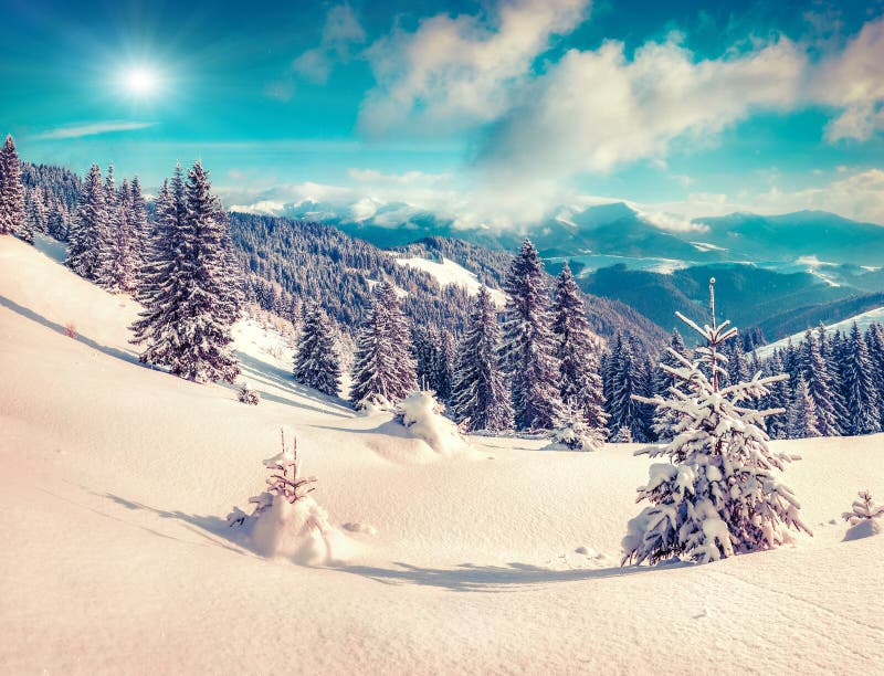 Suny Winter Scene in the Mountain Forest Stock Photo - Image of ...