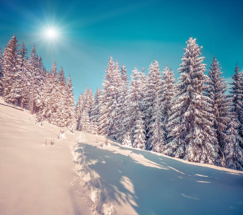 Suny Winter Scene in the Mountain Forest Stock Photo - Image of ...