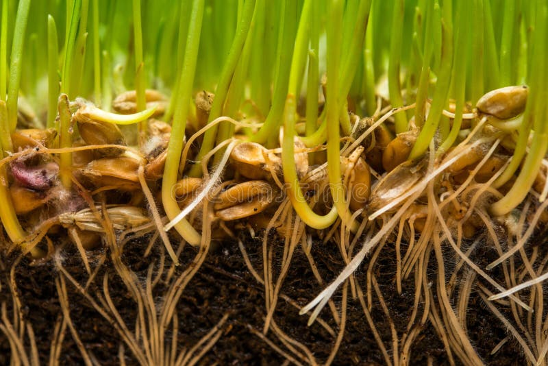 Terreno con semi fotografia stock. Immagine di terra - 39121556