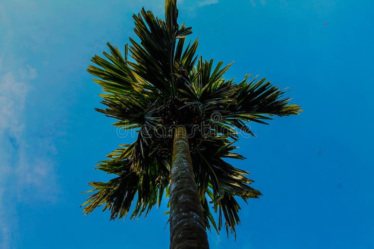 Supari Tree Stock Photos - Free & Royalty-Free Stock Photos from Dreamstime