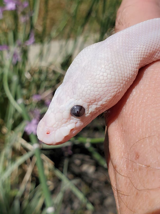 Super Bamboo Morph of Ball Python Stock Photo - Image of amphibian ...