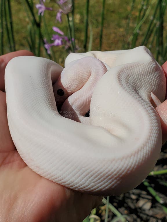 Super Bamboo Morph of Ball Python Stock Photo - Image of white, person ...