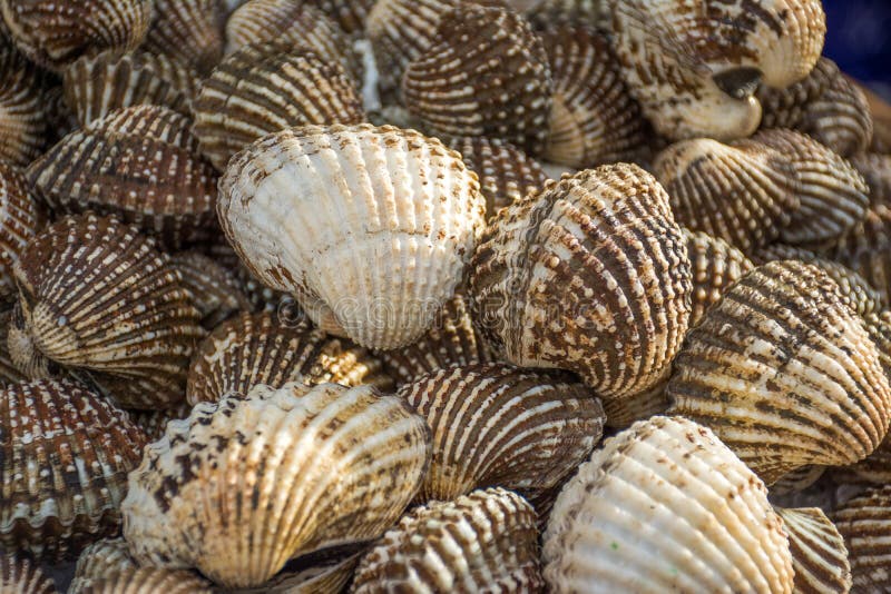 Cockles scalding stock photo. Image of texture, seafood - 68844414