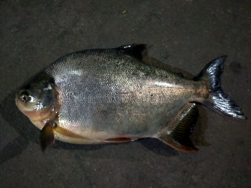 Super big fish stock image. Image of super, river, fish - 262435475