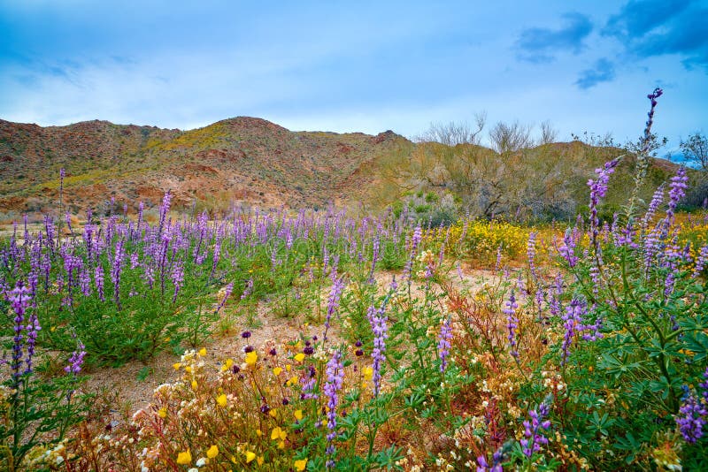 Super Bloom in the Desert at Joshua Tree NP Stock Photo - Image of ...
