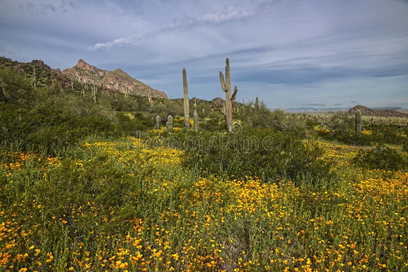 851_0301 stock photo. Image of cacti, poppies, cactus - 273054084