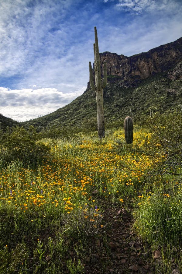 851_0308 stock photo. Image of sonoran, outdoor, cacti - 273054152