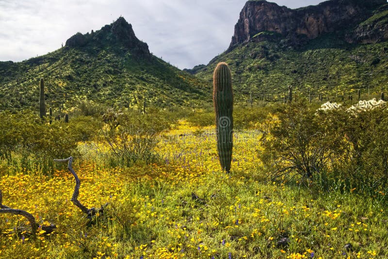 851_0404 stock image. Image of sonoran, orange, outdoor - 273054247