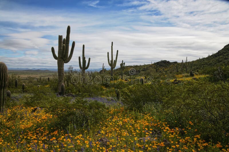 851_0409 stock photo. Image of beauty, flower, beautiful - 273054280