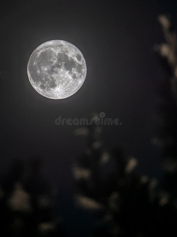 Super Blue Moon Over the Pine Trees Stock Image - Image of pine, super ...