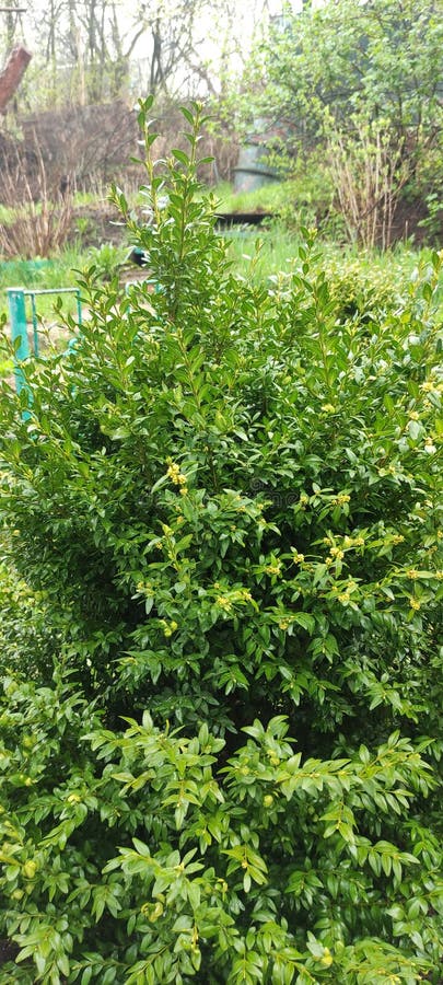 Super bush in the garden stock image. Image of vegetation - 266362937