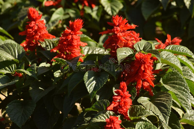Super?cascade Beautiful Flower Red Colour Stock Photo - Image of ...