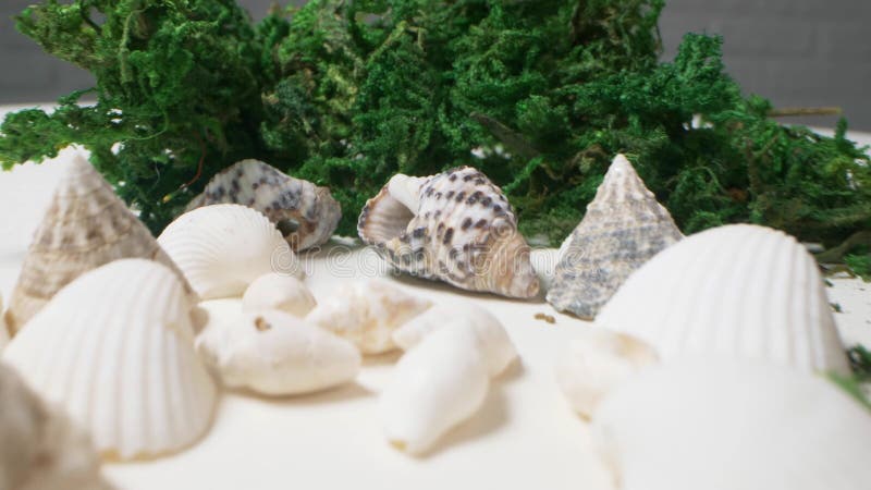 Super Close Up. Details of Decorative Moss and Shells Stock Photo ...