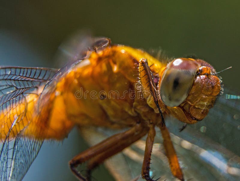Super Close Up of Dragonfly with Super Details. Stock Image - Image of ...
