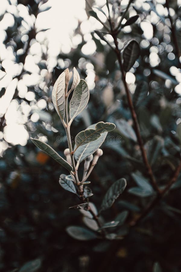 Super Close Up of a Green Desaturated Plant with a Tree As the ...