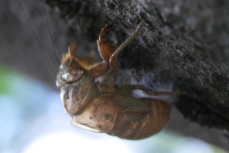Super Close-up Macro Shot of Empty Cicada Shell Stock Photo - Image of ...