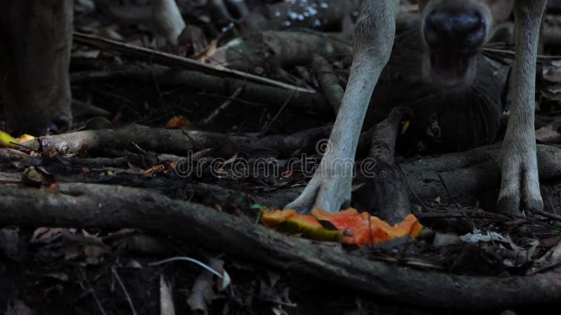 A Super Close-up Shot of Deer Eating Papaya on Tree Roots Stock Footage ...