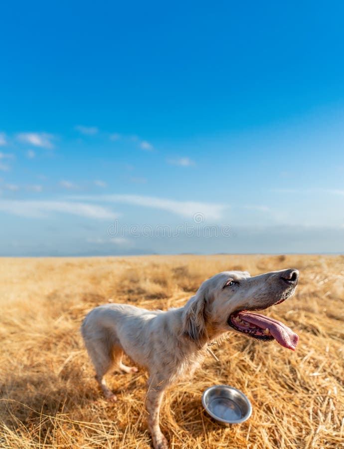Super Closeup Wide Angle View of Pointer Pedigree Dog Under Blue Sky ...