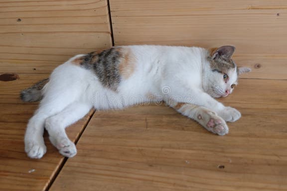 A Super Cute Cat | a Lazy Cat Stock Photo - Image of super, cute: 398625832