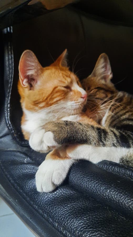 Super cute cats. Cuddling stock photo. Image of napping - 336309604