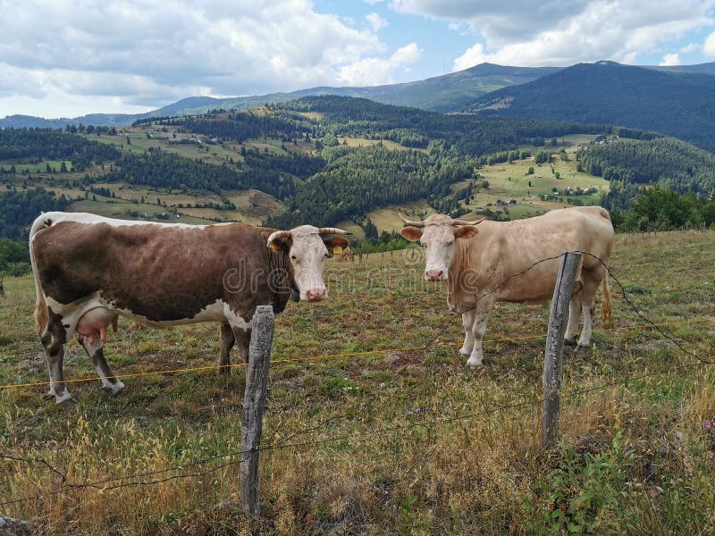 Super Cute Cow Friendship on a Mountain Stock Image - Image of herd ...