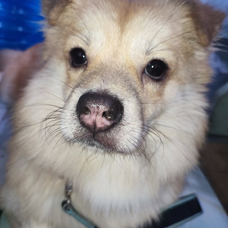 Super cute dog brown color stock image. Image of face - 282739697