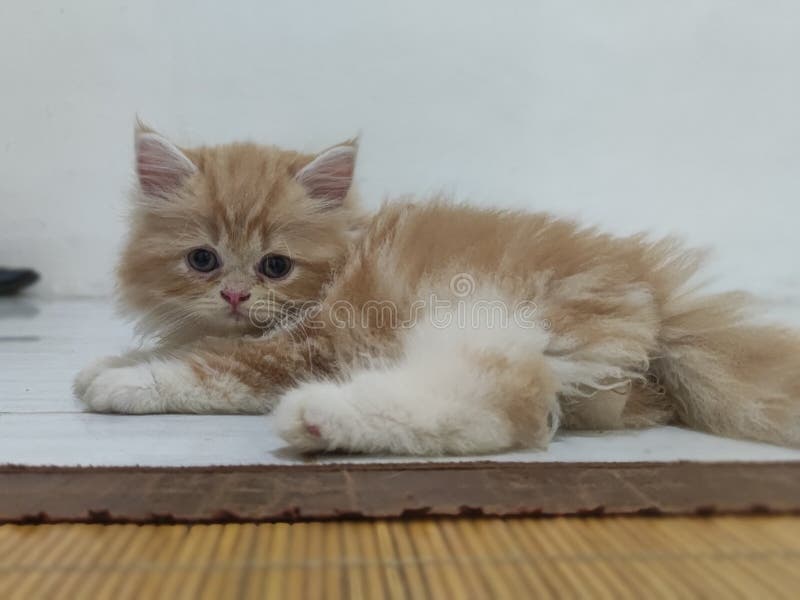 Super cute kitten stock photo. Image of super, cute - 233176890