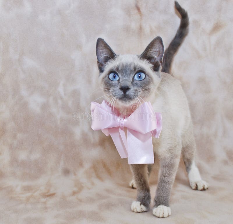 Super Cute Siamese Kitten stock photo. Image of curious - 23122206