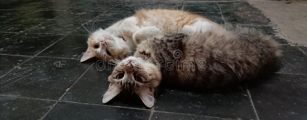 Super Cute Siblings Cat Pet Stock Image - Image of super, cute: 366173745