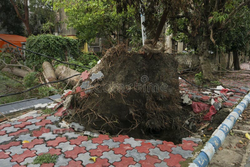 Super Cyclone Amphan Caused Devastation, West Bengal, India Stock Photo ...