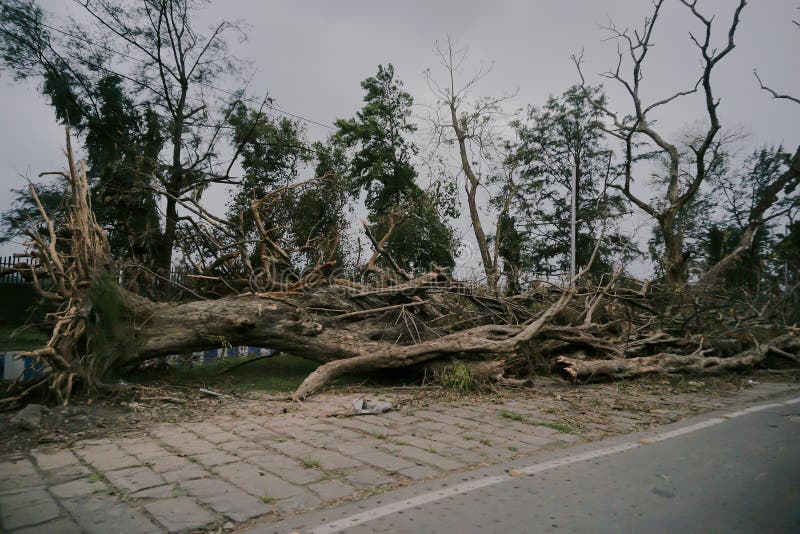Super Cyclone Amphan Uprooted Tree Which Fell and Blocked Road ...