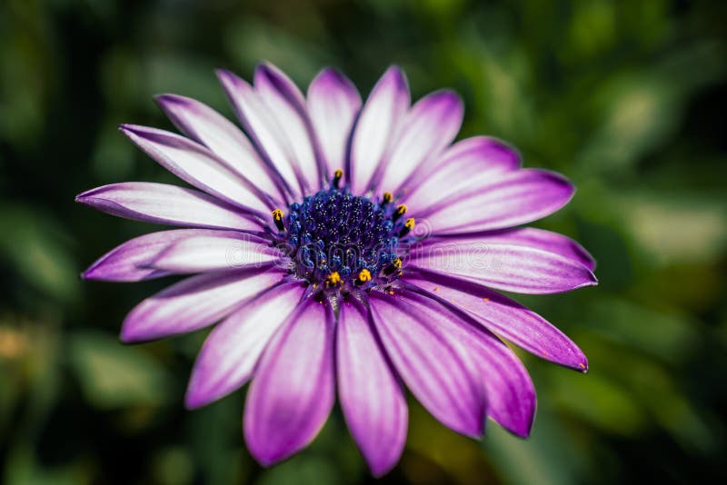 Super detailed flower stock photo. Image of blossom - 230202128