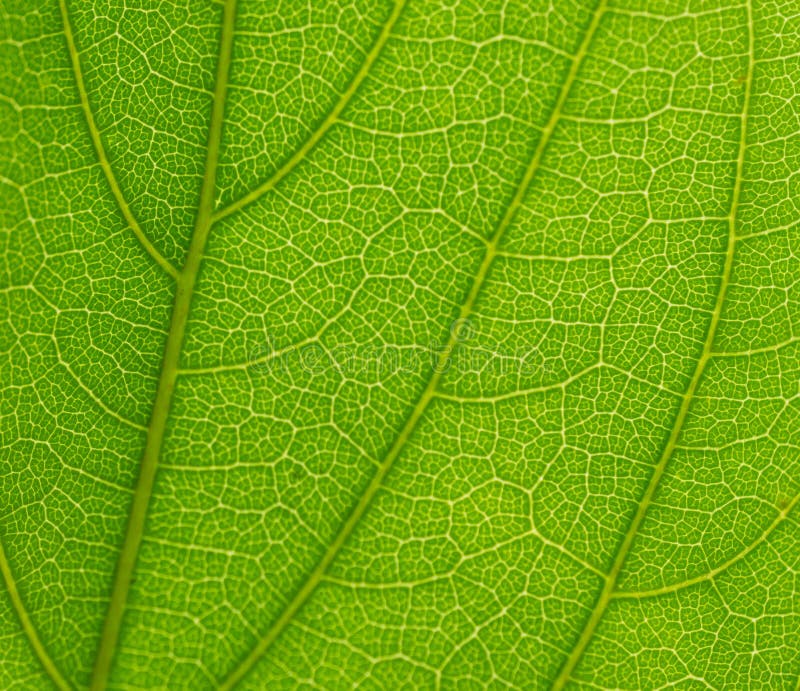 Super detailed green leaf stock image. Image of effect - 53435139
