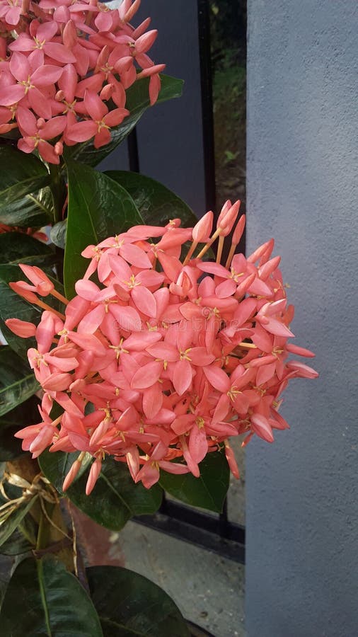 Super Flower Blood Moon Lunar Eclipse Stock Photo - Image of outdoors ...