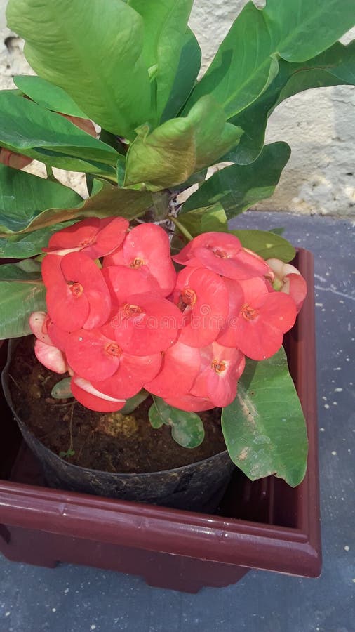 Super Flower Blood Moon Lunar Eclipse Stock Photo - Image of outdoors ...