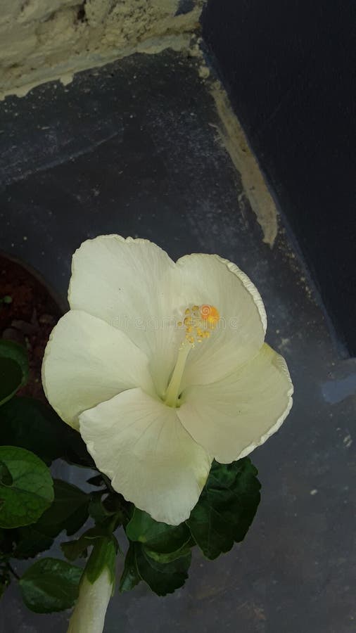 Super Flower Blood Moon Lunar Eclipse Stock Photo - Image of outdoors ...